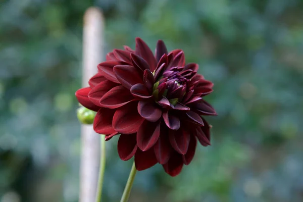 La dalia negra fotos de stock, imágenes de La dalia negra sin royalties ...