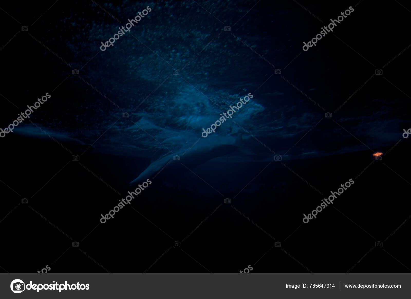 Dolphin Aquarium Tank — Stock Photo © nicolariccimn #785647314