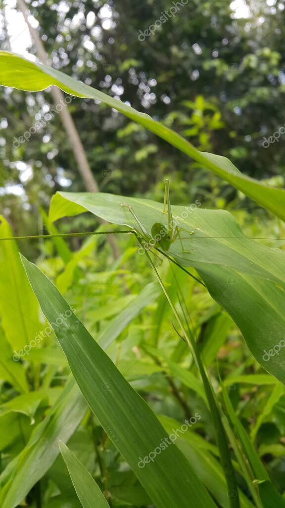 La phaneroptera falcata grasshopper (mecopoda nipponensis) se posa ...