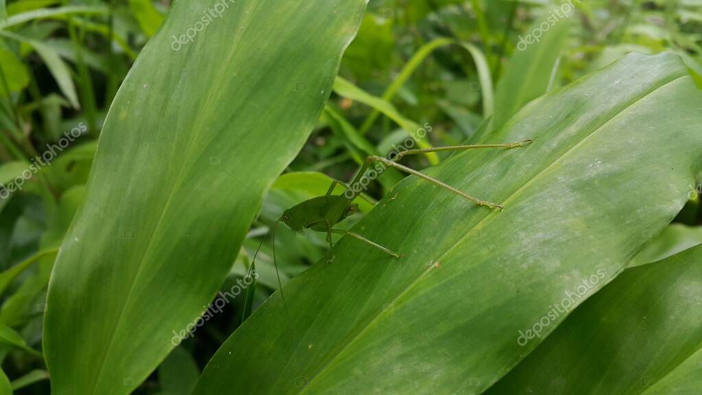 La phaneroptera falcata grasshopper (mecopoda nipponensis) se posa ...