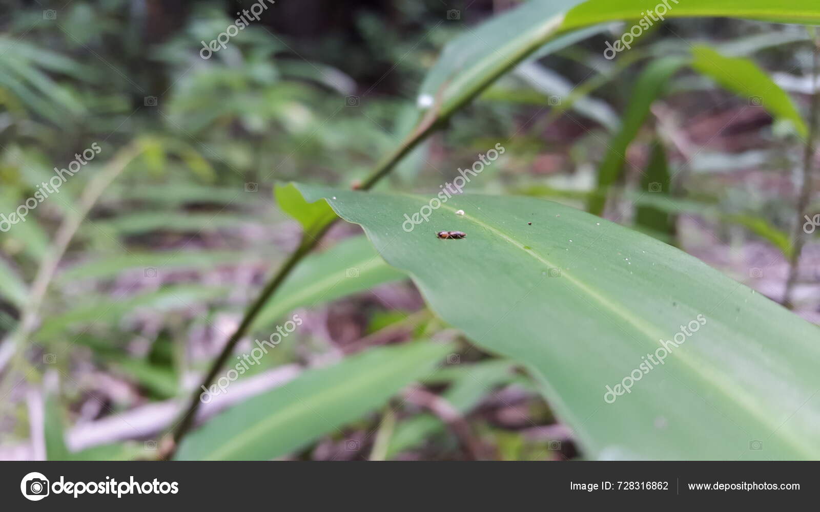 Lithocharis Nigriceps Species Beetle Belonging Family Staphylinidae ...