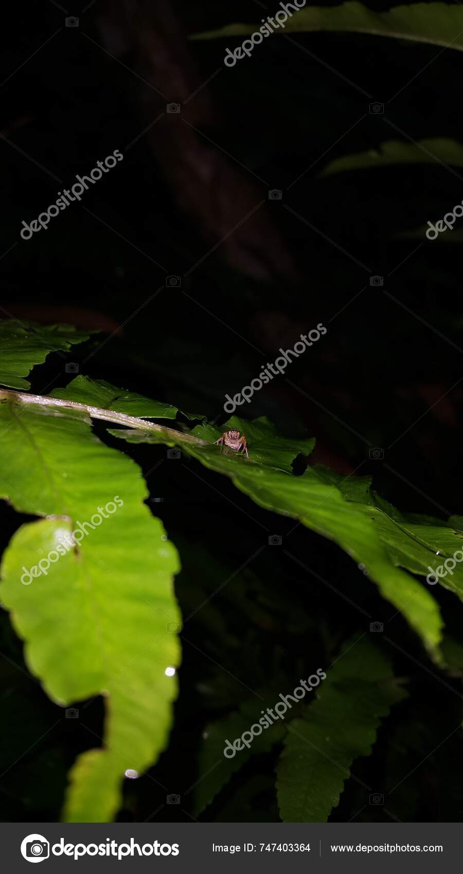 Jumping Spider Salticidae Hyllus Diardi Female Este Insecto Vida ...
