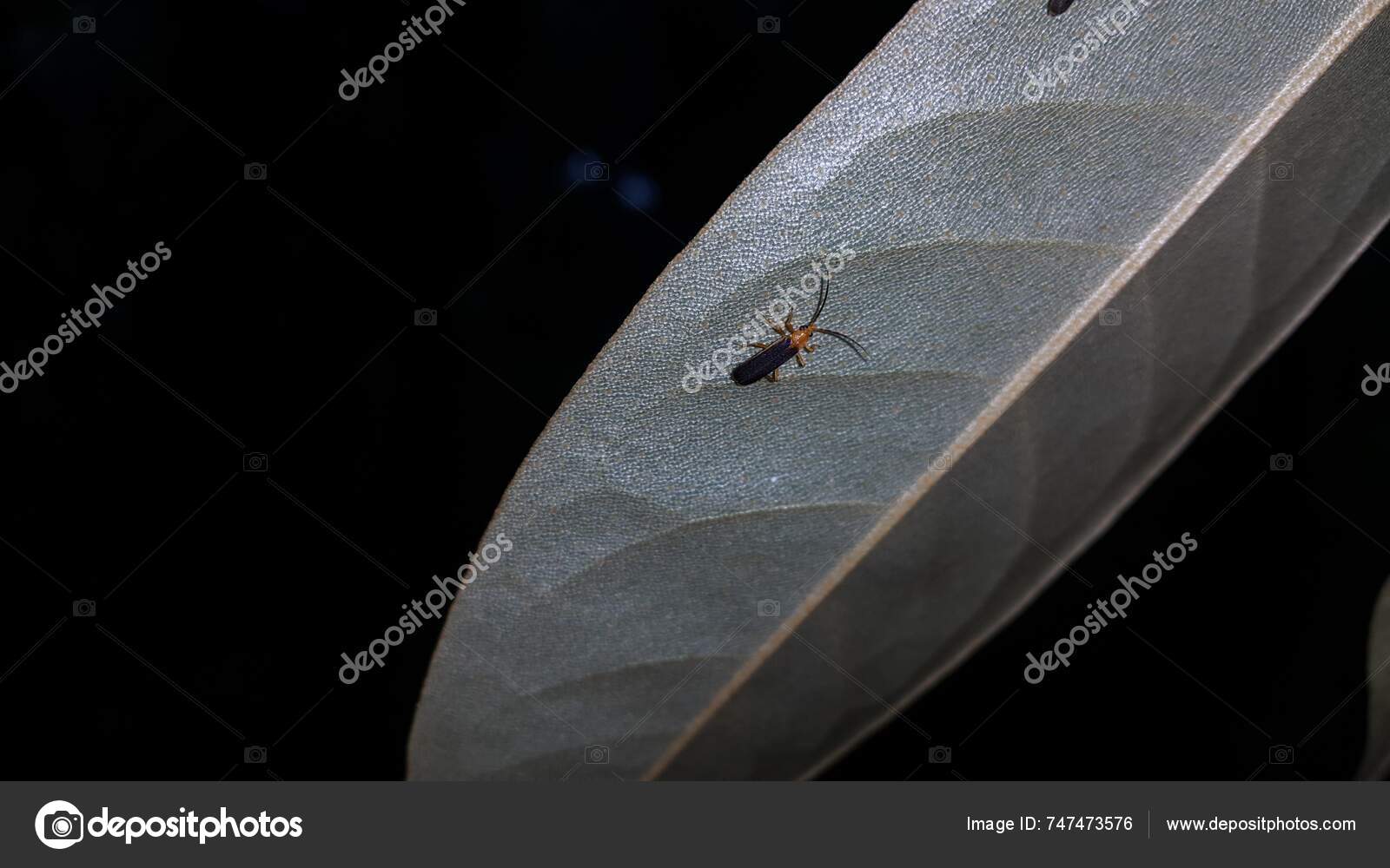 Photinus Collustrans Firefly Fire Fly Lightning Bug Glowworm ...