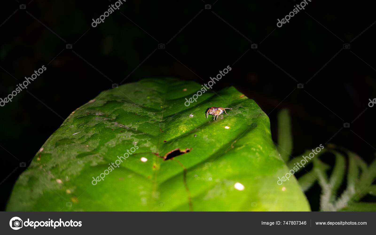 Paraphidippus Aurantius Species Jumping Spider Commonly Known Emerald ...