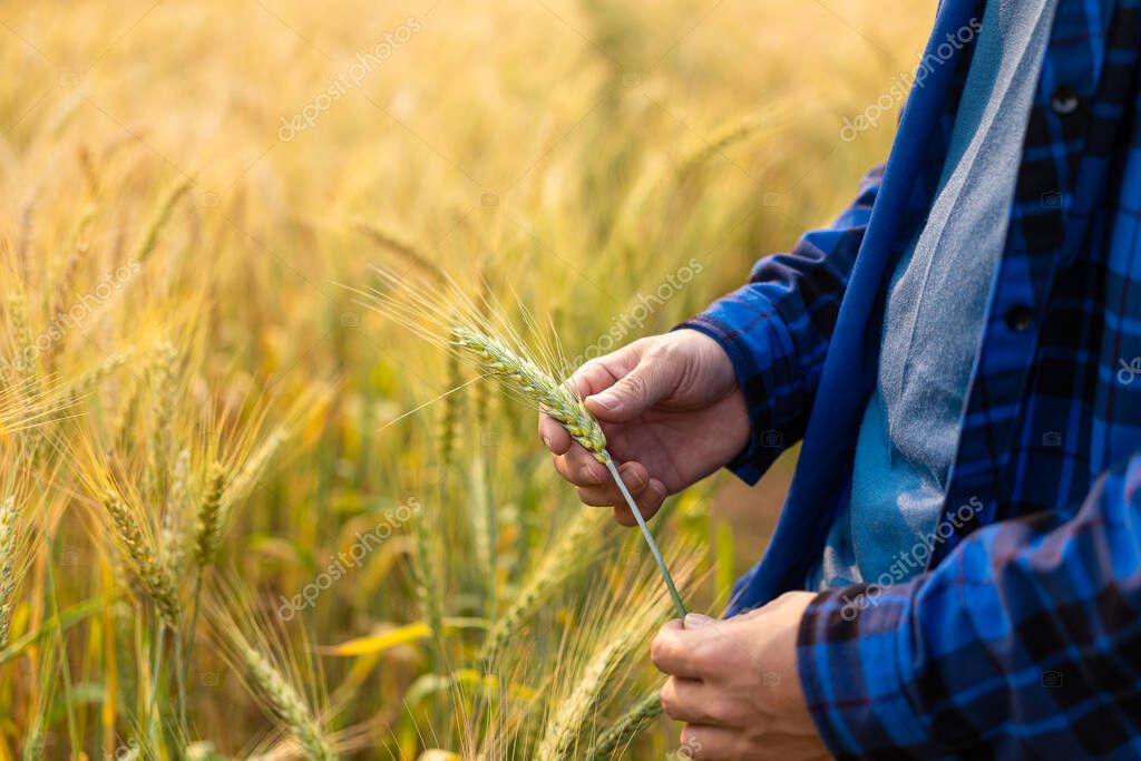 Mano masculina en campo de cebada, agricultor comprobando cultivos ...