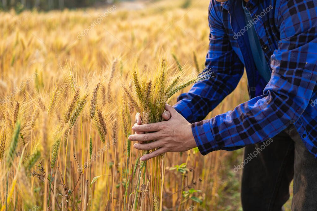 Mano masculina en campo de cebada, agricultor comprobando cultivos ...