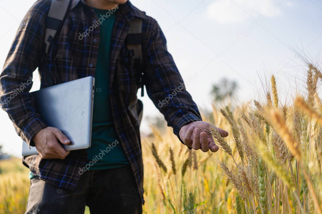 Mano masculina en campo de cebada, agricultor comprobando cultivos ...