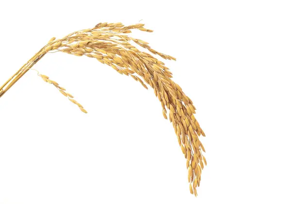 Trigo tradicional Stock Photos, Royalty Free Trigo tradicional Images ...