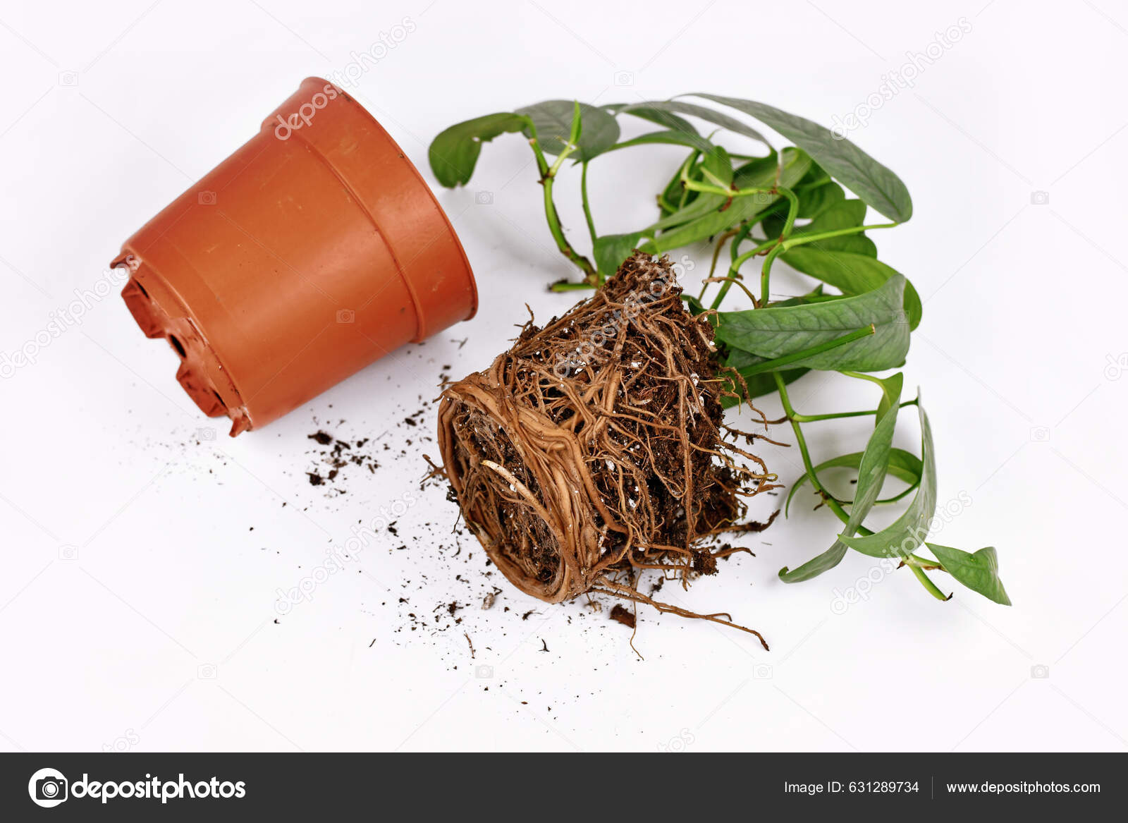 Repotting Plant Showing Roots Soil Shaped Flower Pot Exotic Pothos ...