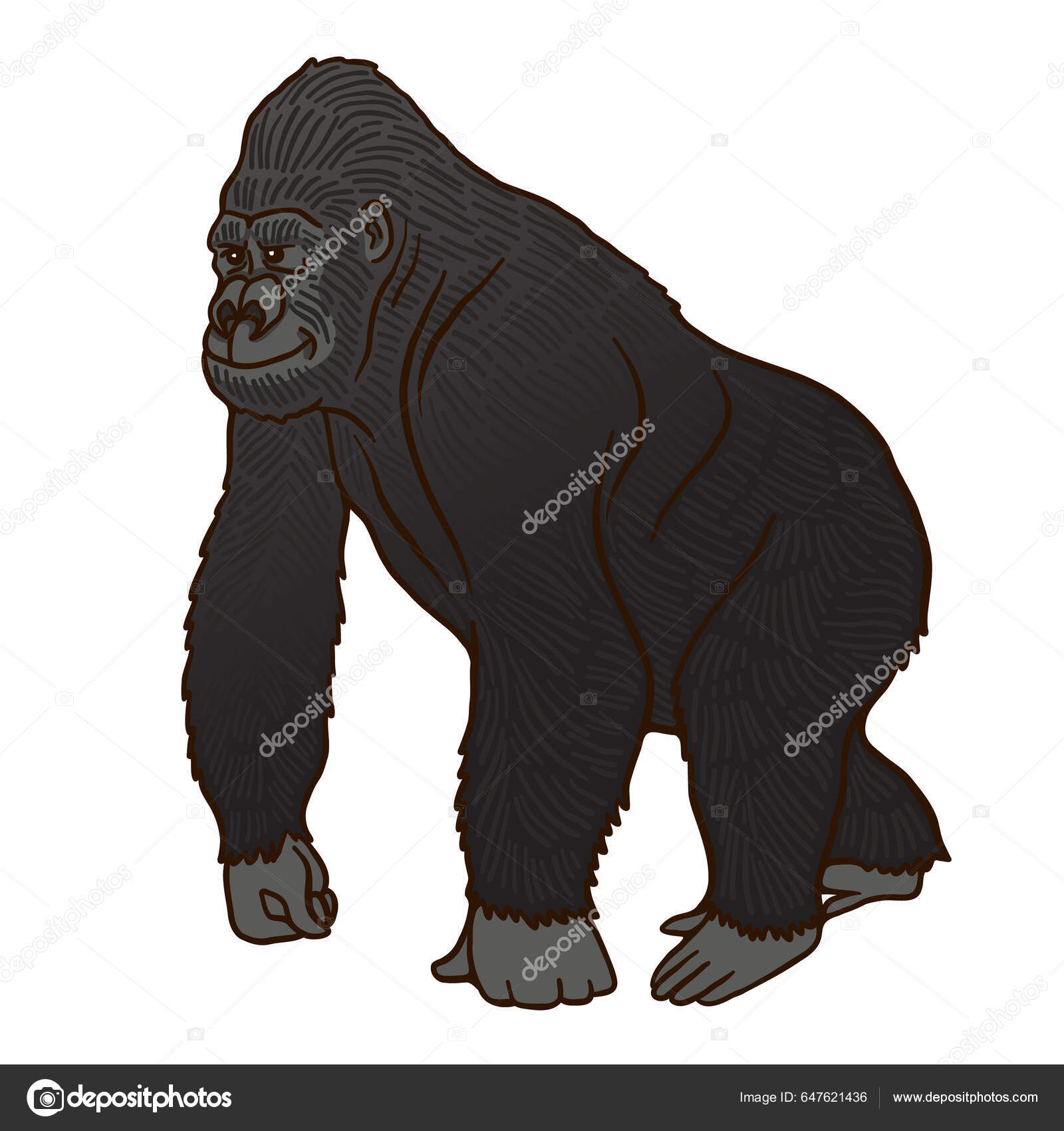 Silverback Gorilla Vector
