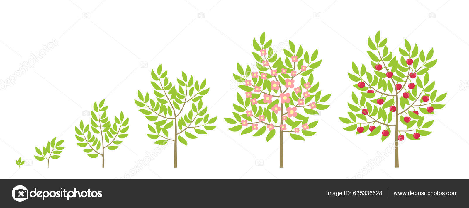 Cherry Tree Growth Stages Vector Illustration Ripening Period ...