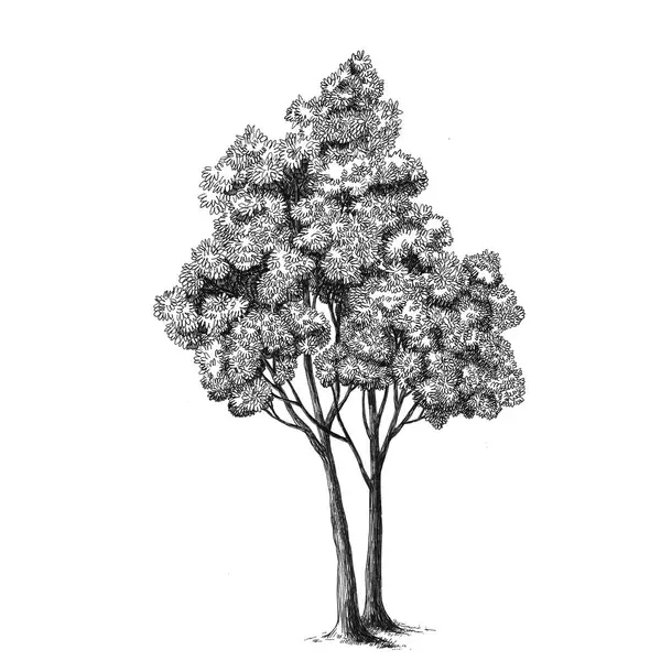 Big tree drawing Stock Photos, Royalty Free Big tree drawing Images ...