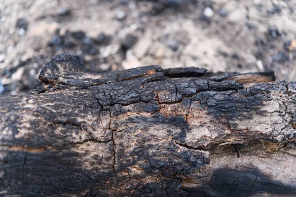 Burnt tree Stock Photos, Royalty Free Burnt tree Images | Depositphotos