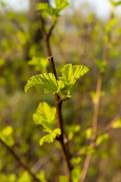 A closeup of a terrestrial plants twig covered in green leaves ...