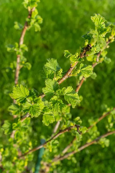 A closeup of a terrestrial plants twig covered in green leaves ...