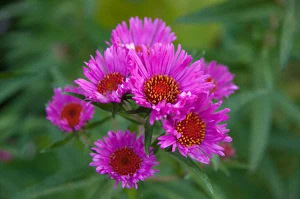 El aster fotos de stock, imágenes de El aster sin royalties | Depositphotos