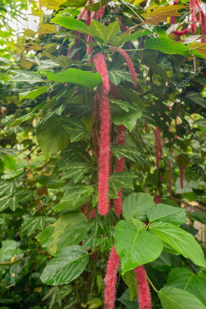 Zurich, Suiza, 20 de abril de 2023 Acalypha Hispida o planta de ...