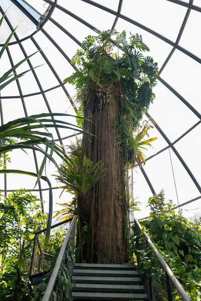 Zurich, Suiza, 14 de julio de 2023 Shorea Faguetiana o árbol amarillo ...