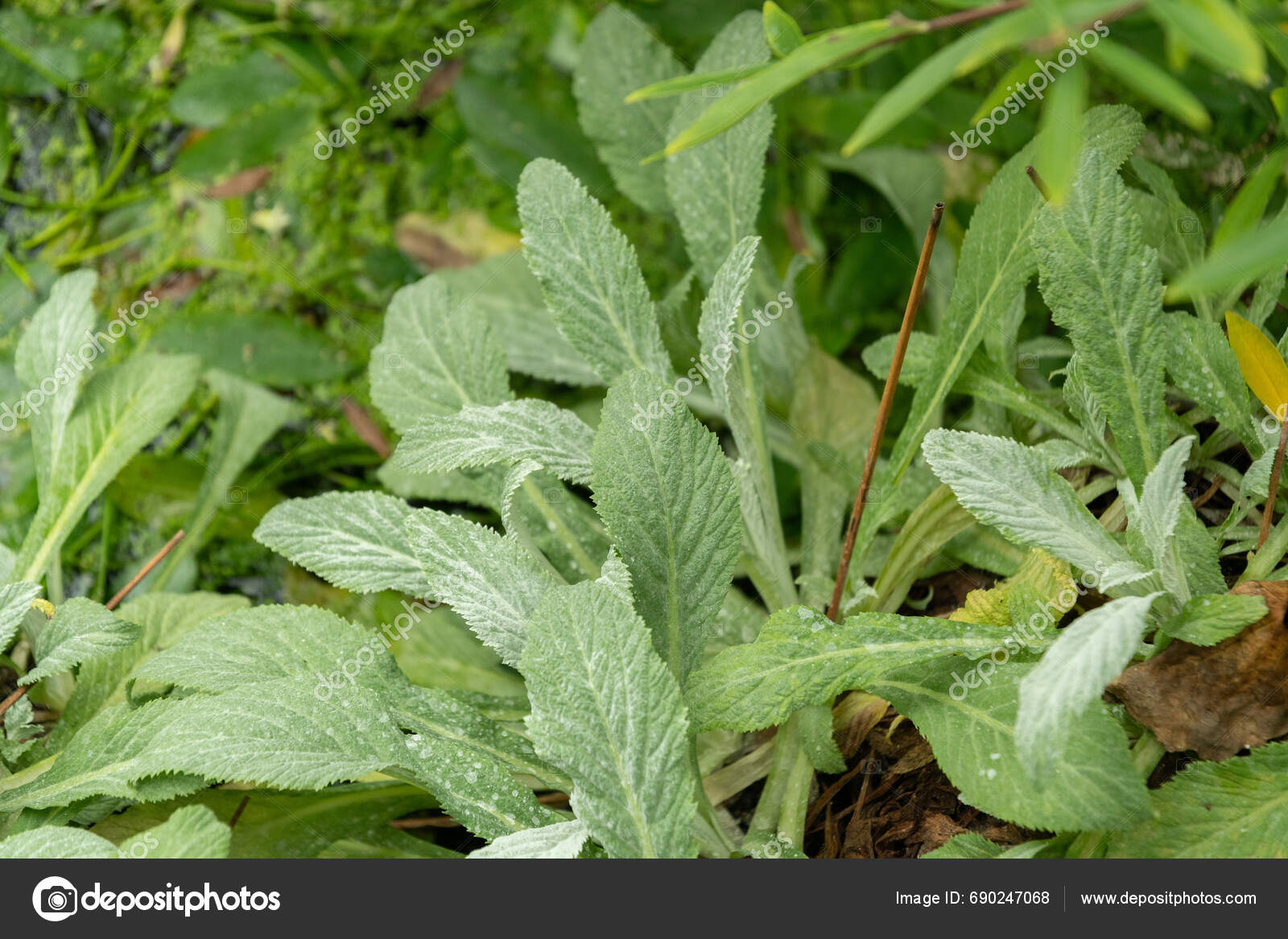 Saint Gallen Switzerland November 2023 Primula Kewensis Plant Botanical ...