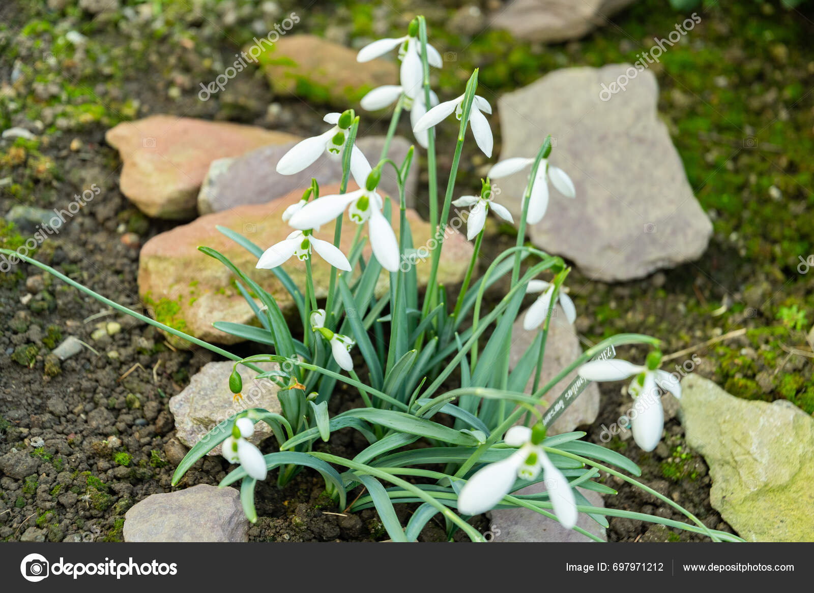 Saint Gallen Switzerland January 2024 Galanthus Bursanus Plant ...