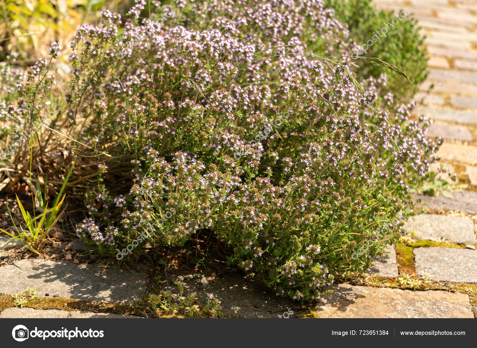Zurich Suiza Mayo 2024 Thymus Vulgaris Planta Común Tomillo Jardín ...