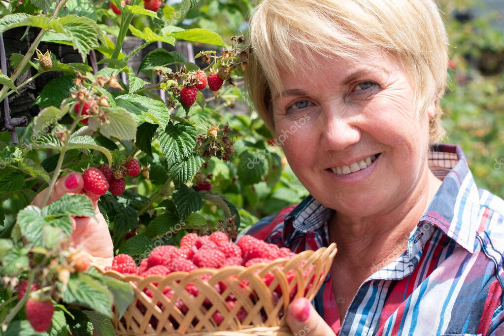 middle-aged blonde woman picks ripe raspberries in a basket, summer ...