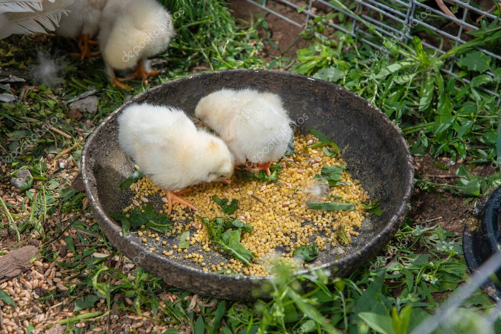 Dos adorables polluelos recién nacidos picoteando mijo y hierba en un tazón resaltan la ...