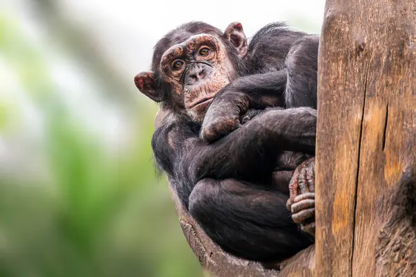 Chimpanzee Stock Photos, Royalty Free Chimpanzee Images | Depositphotos