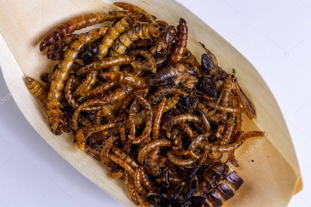 larvas de madera frita, gusanos de harina y cucaracha en una bandeja de ...