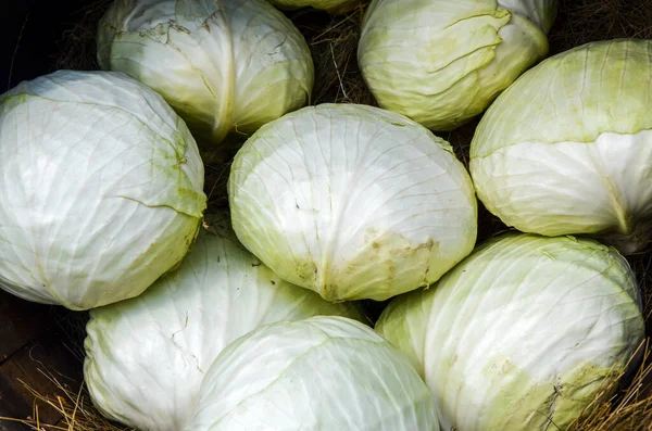 Group of ripe leafy white cabbage vegetables. Collection, storage and ...