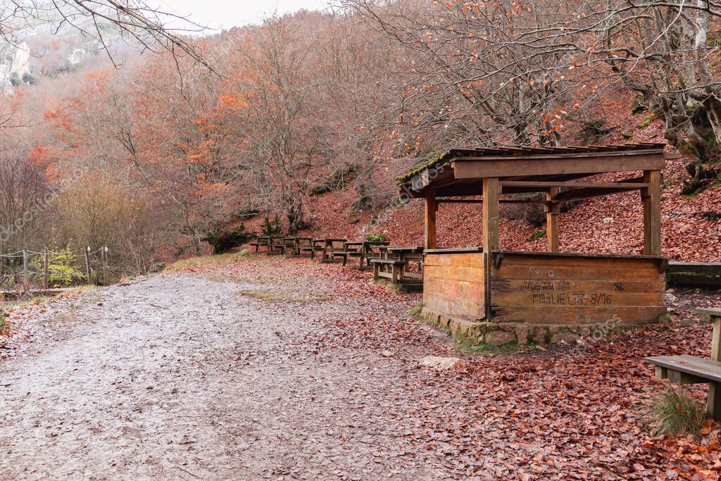 mbark en un viaje mágico a lo largo del sendero forestal que conduce al ...