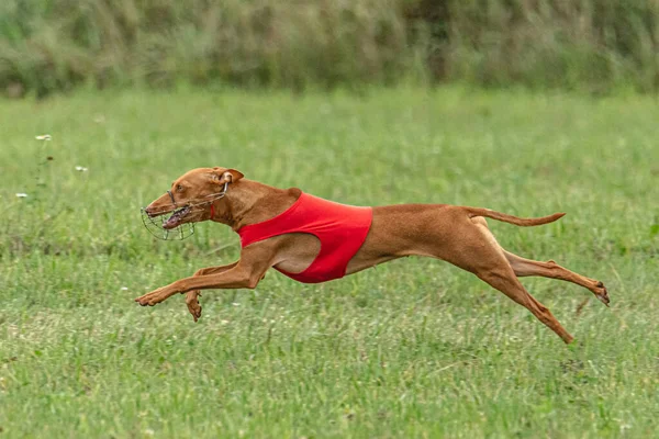 Red Greyhounds