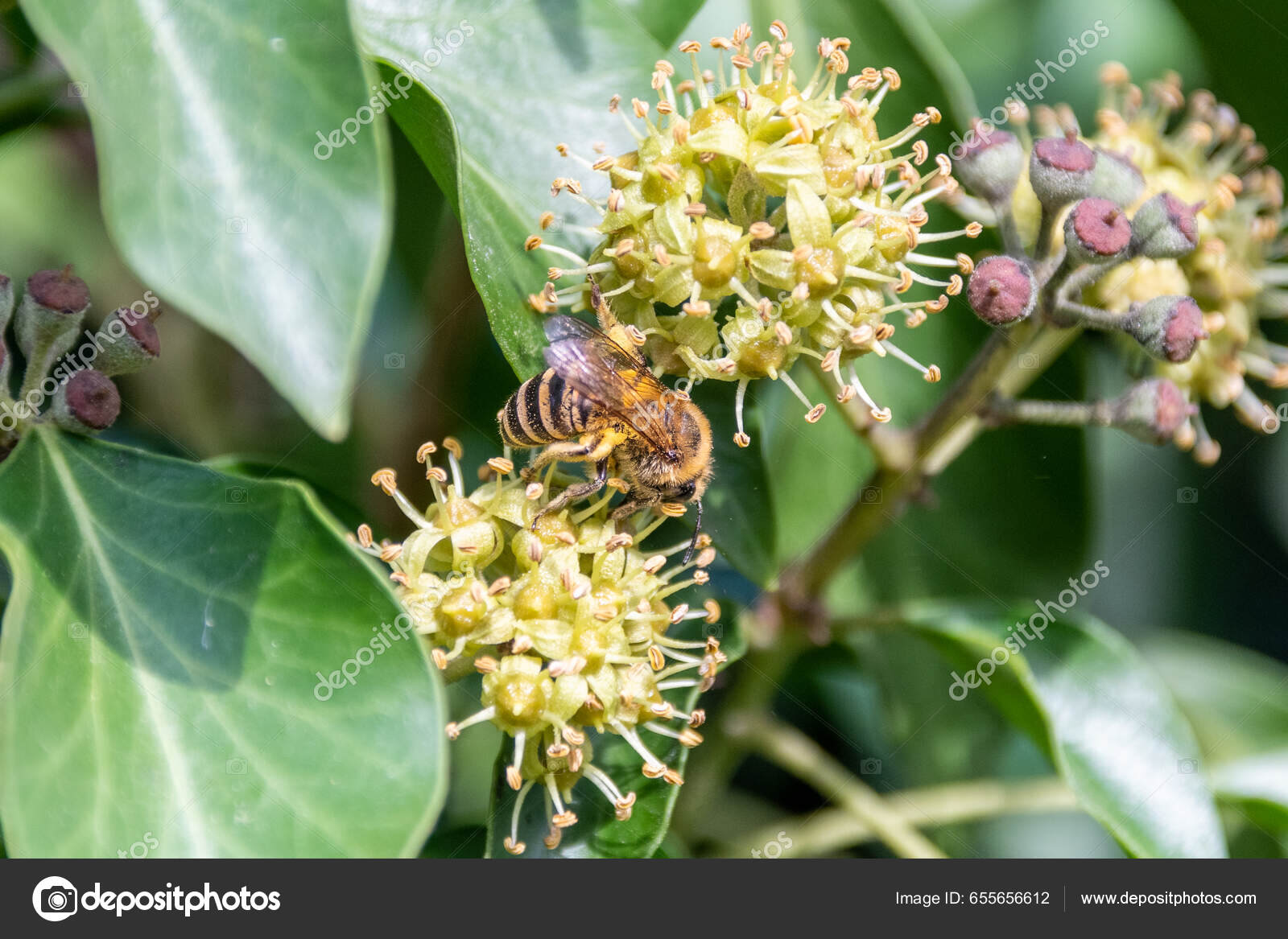 Ivy Bee Colletes Hederae Species Solitary Bee Feeding Flower Ivy ...