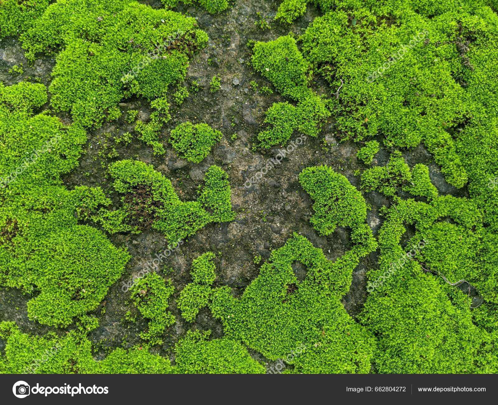 Green Moss Close Moss Texture Moss Abstract Background — Stock Photo ...