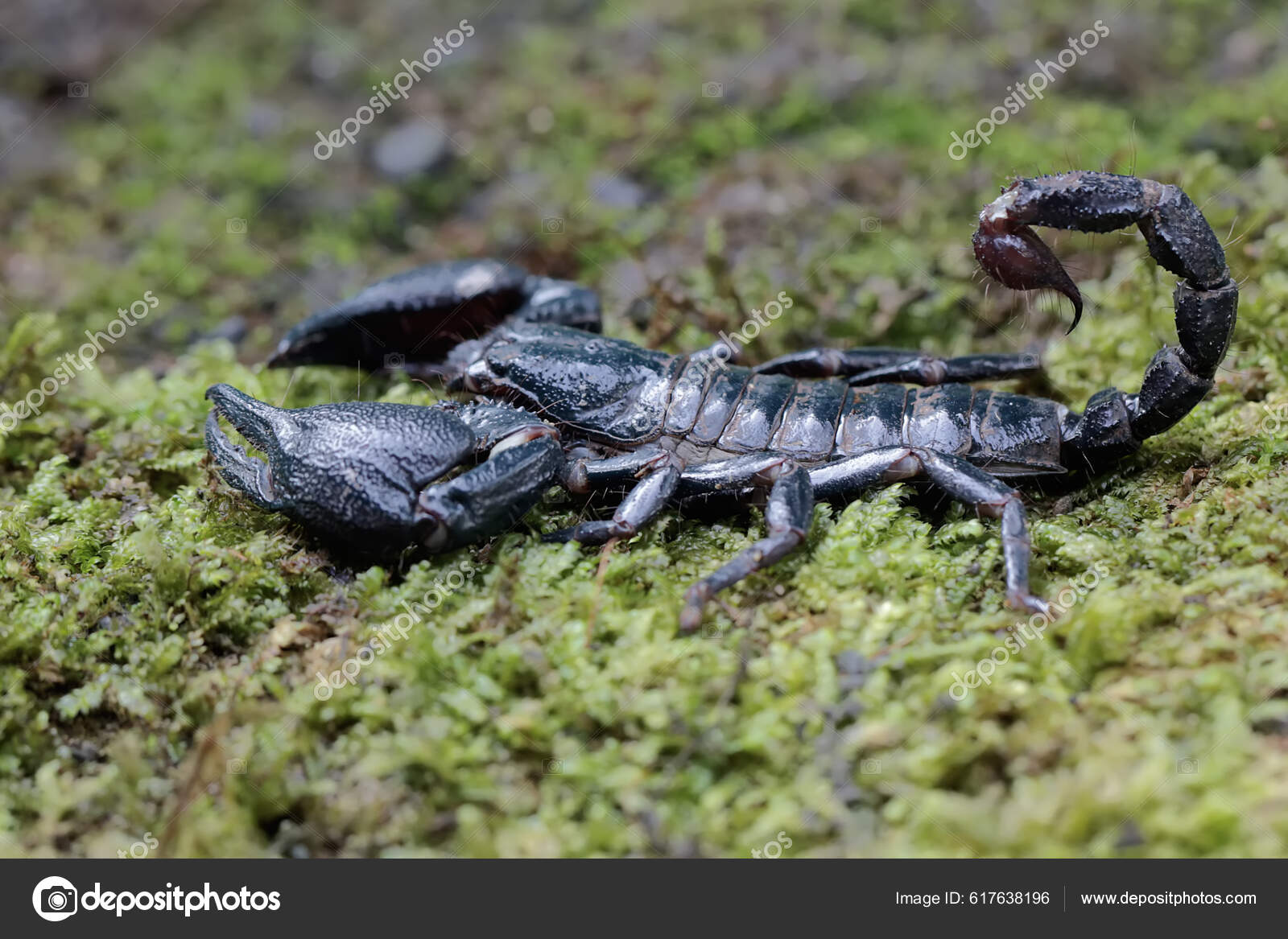 Scorpion Stinging Prey