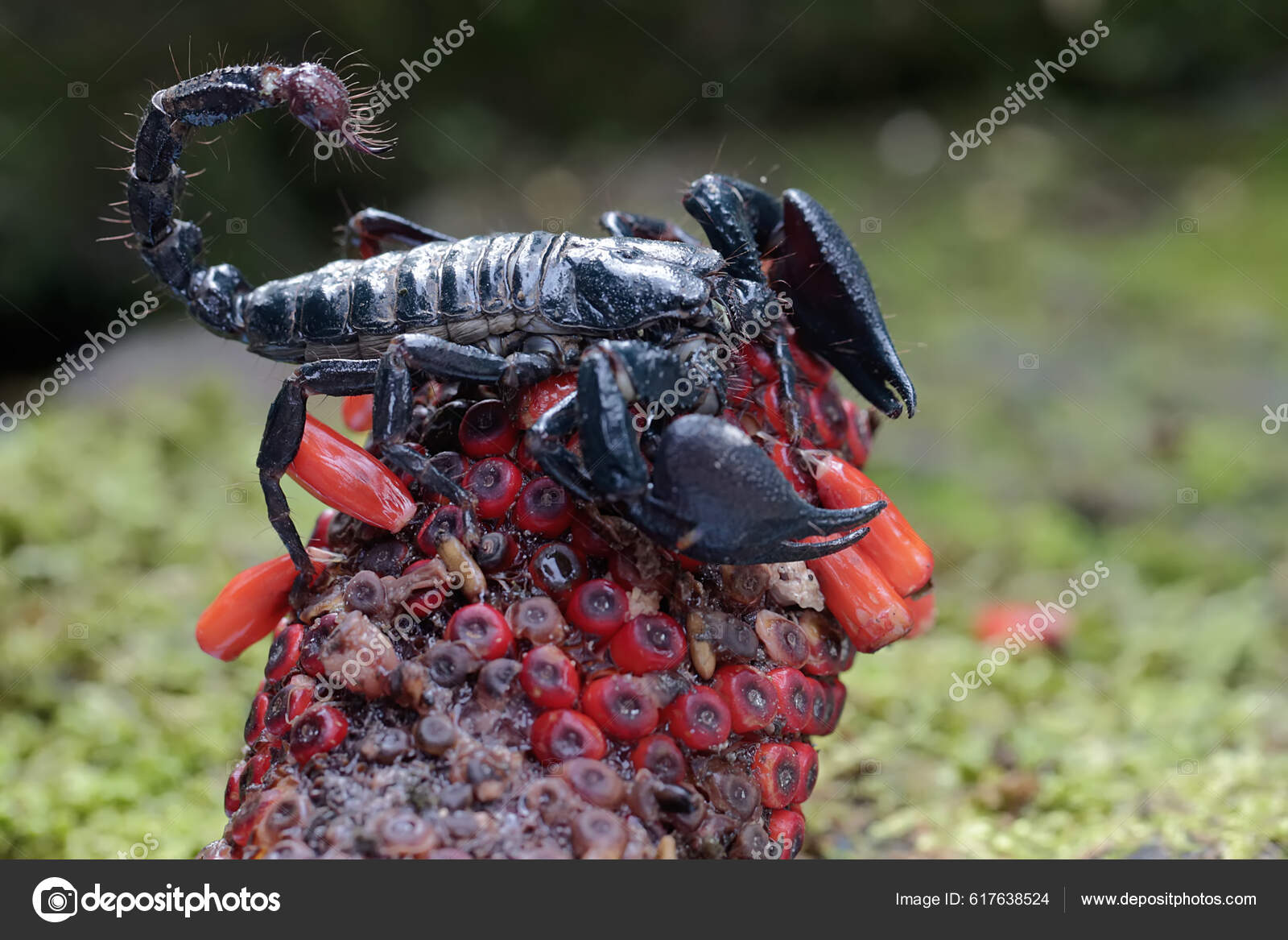 Asian Forest Scorpion Hunting Prey Weft Anthurium Fruit Stinging Animal ...