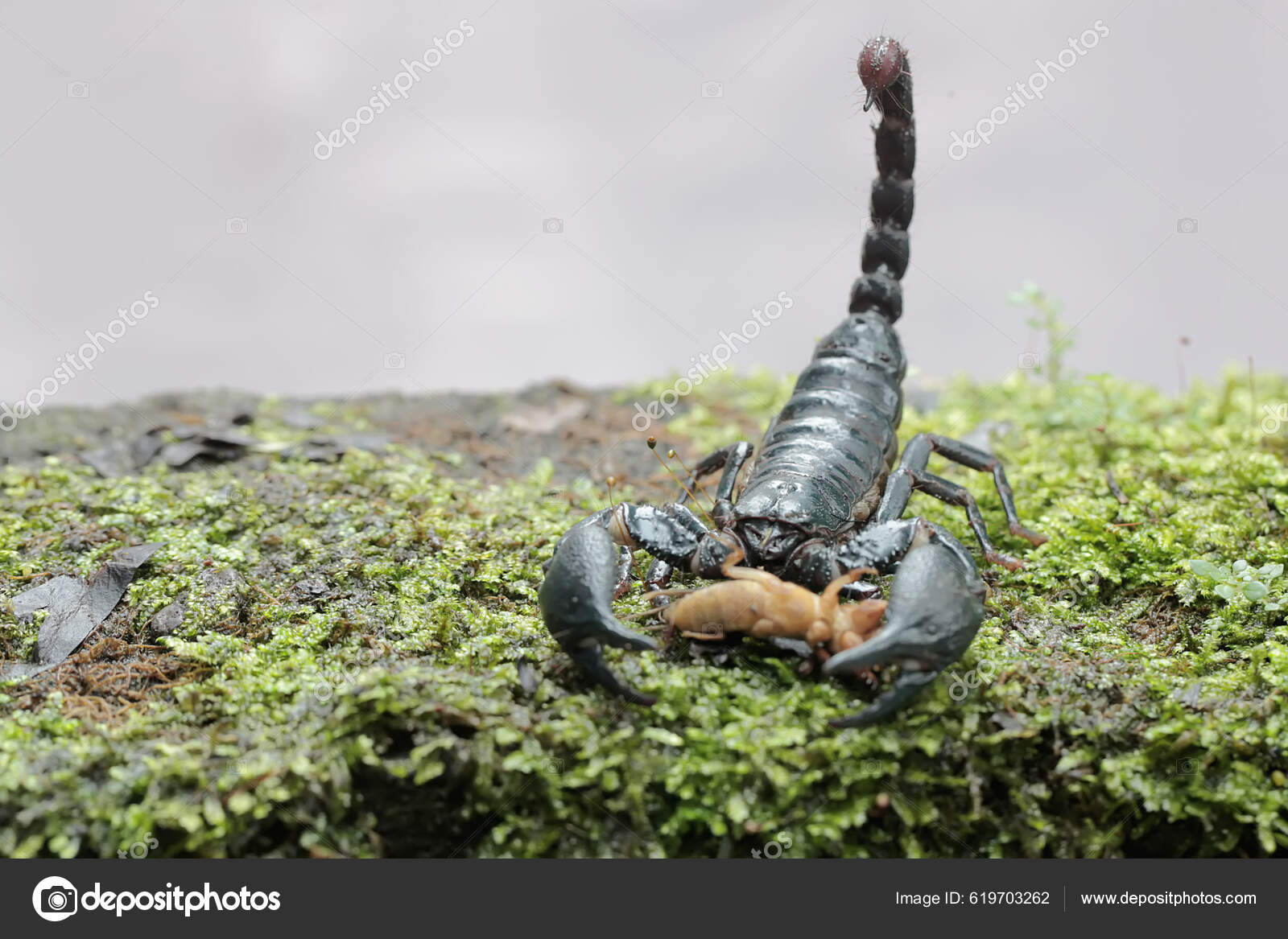 Scorpion Stinging Prey