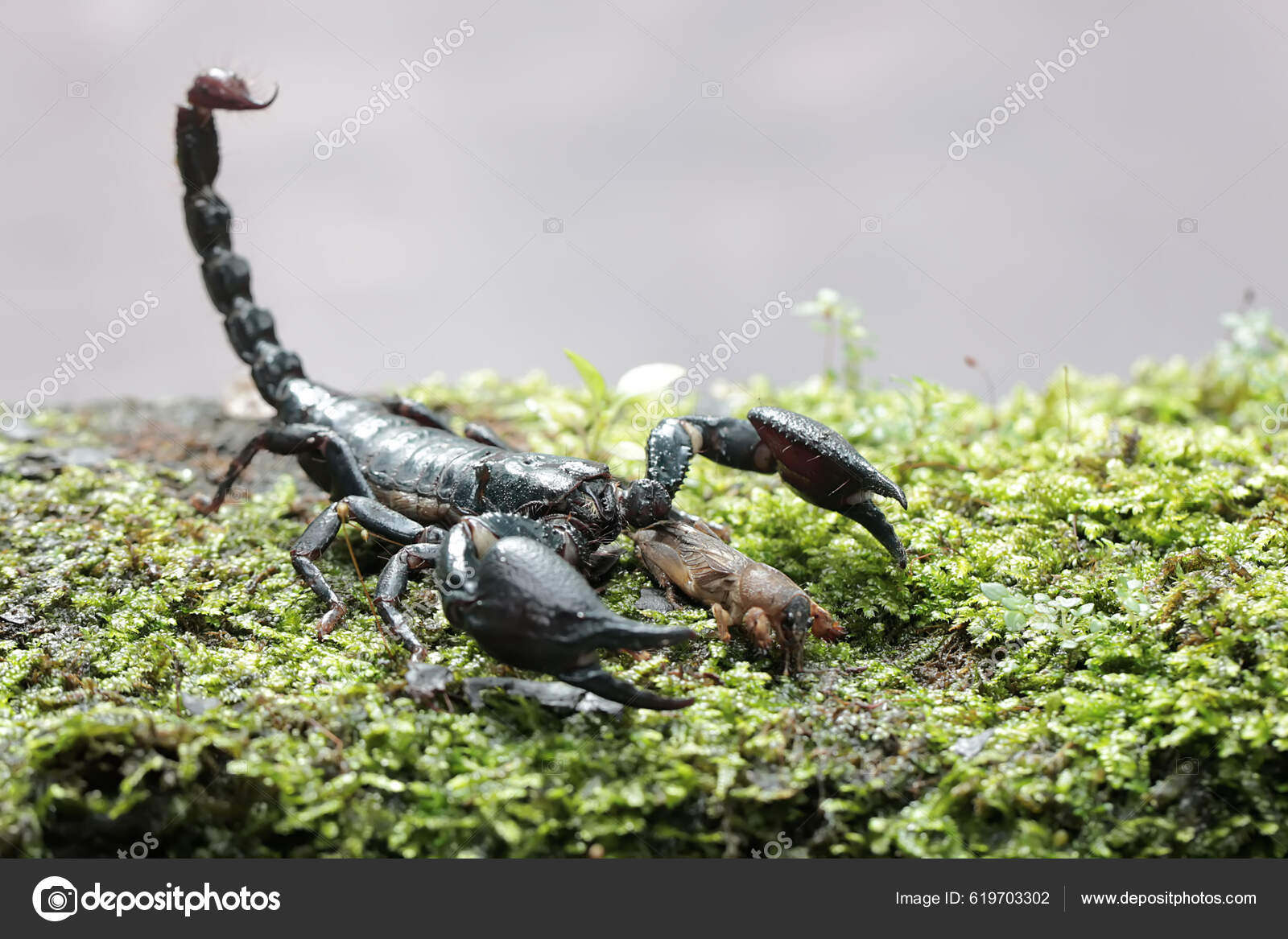 Baby Black Scorpion