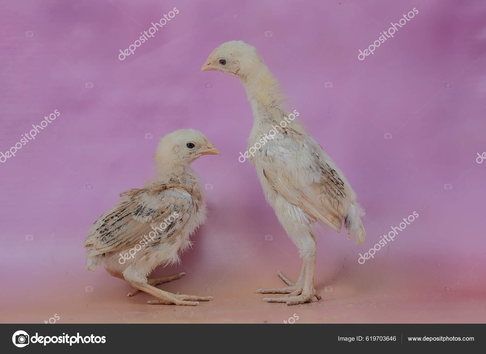Number Chicks Resting Farm Coop Animal Has Scientific Name Gallus ...