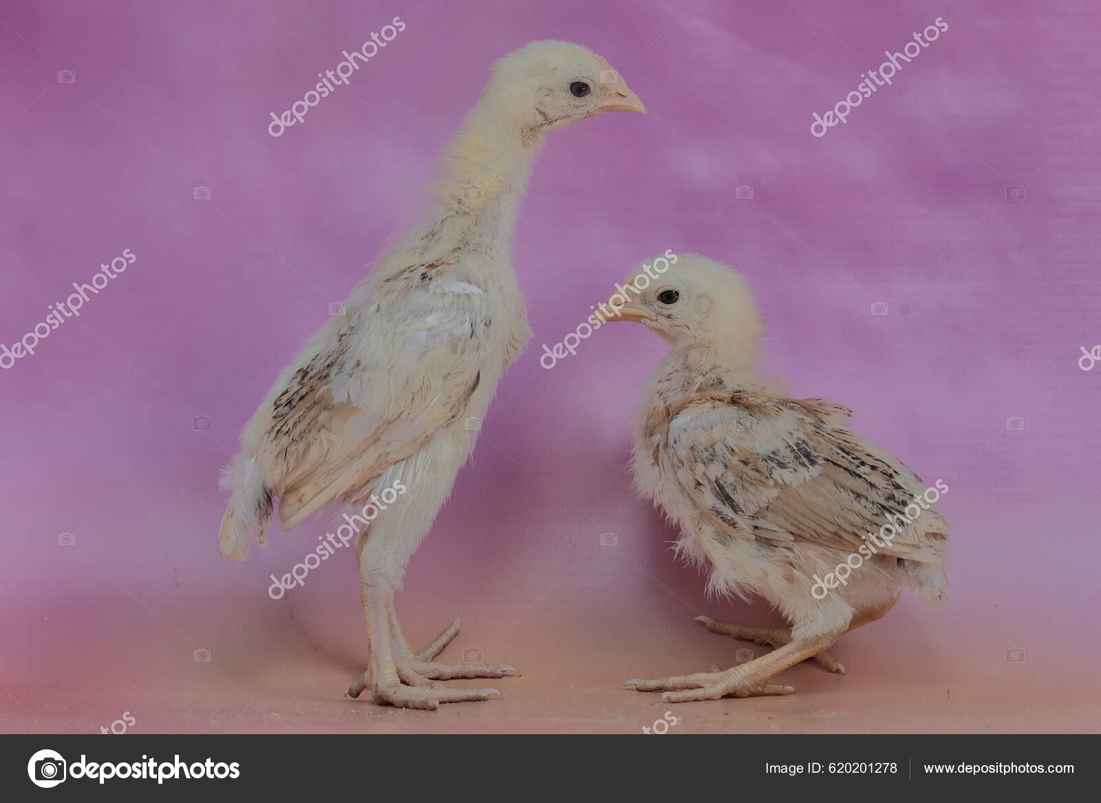 Number Chicks Resting Farm Coop Animal Has Scientific Name Gallus ...