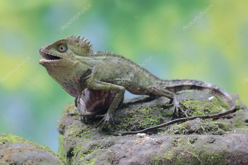 Gestos corporales de un dragón forestal que está listo para atacar a ...