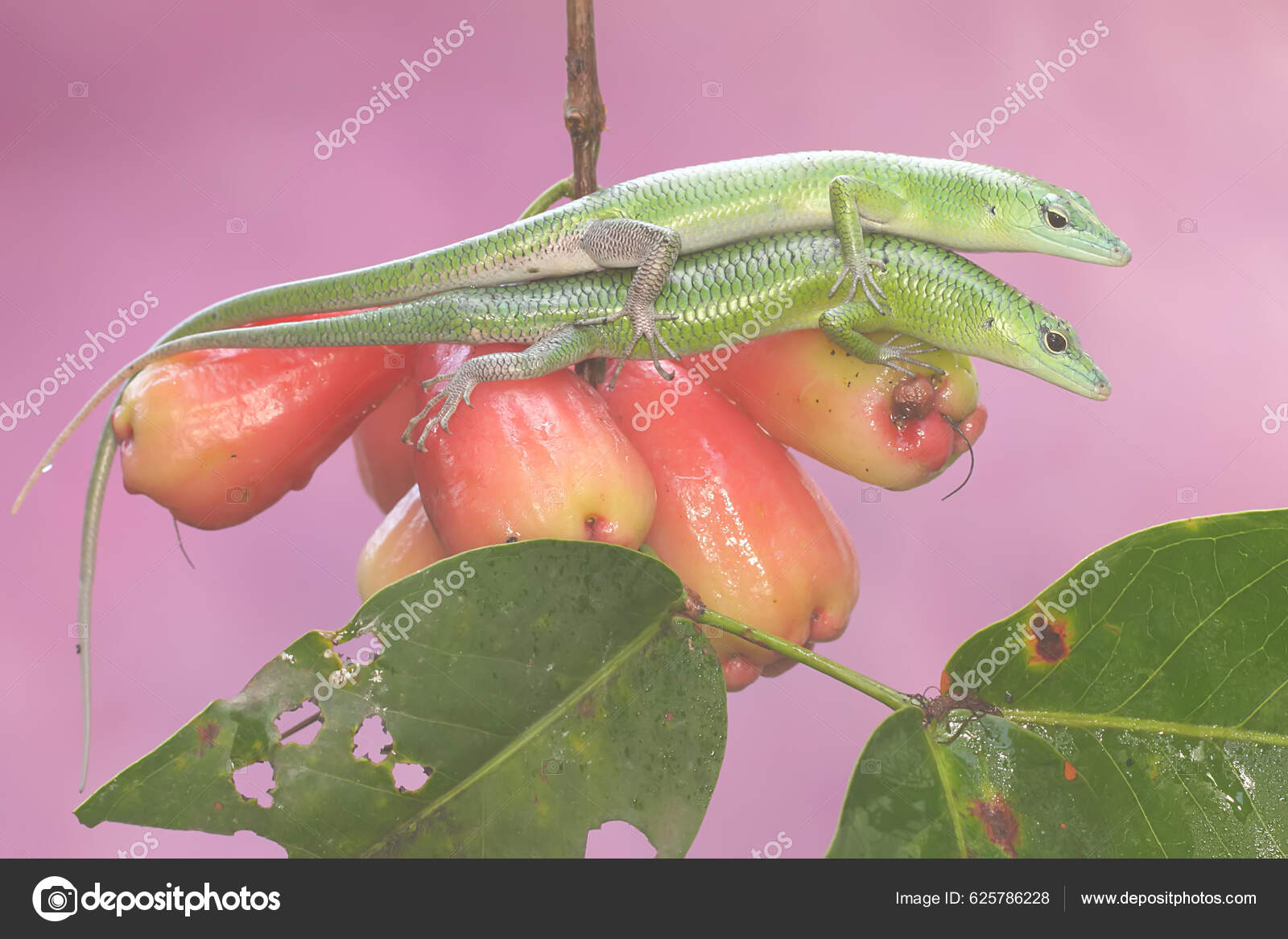 Two Emerald Tree Skinks Sunbathing Collection Water Apples Starting ...