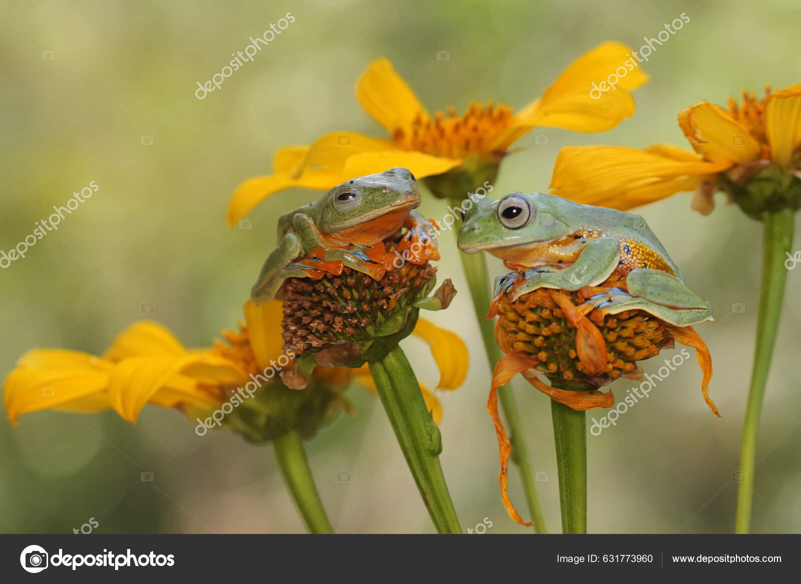 Two Green Tree Frogs Hunting Prey Bush Amphibian Has Scientific — Stock ...