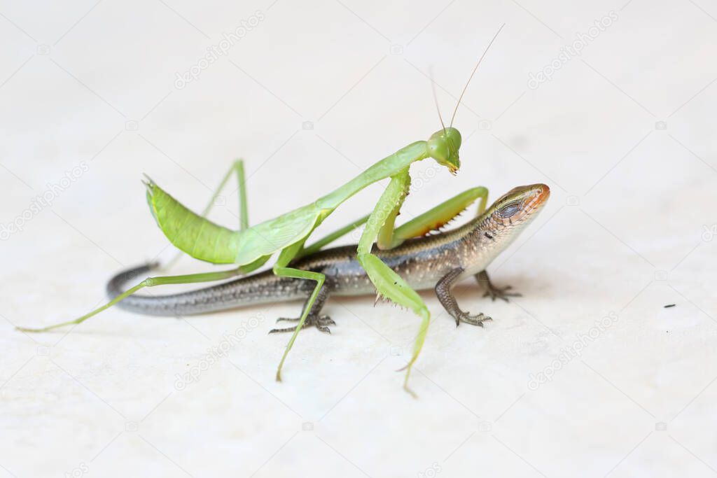 A green praying mantis preying on a young common sun skink. This insect ...