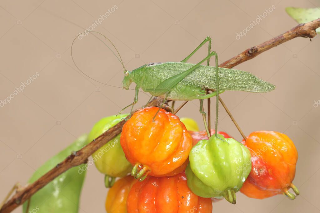 A long-legged grasshopper is foraging on a yellow moth orchid. This ...