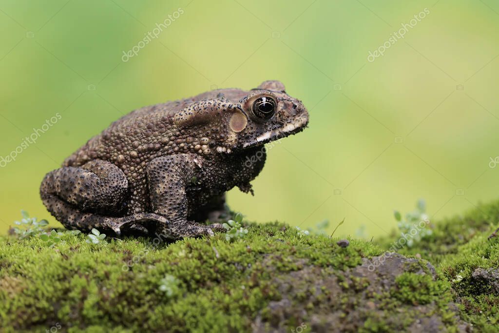 An Asian black-spined toad is looking for prey on a moss-covered rock ...