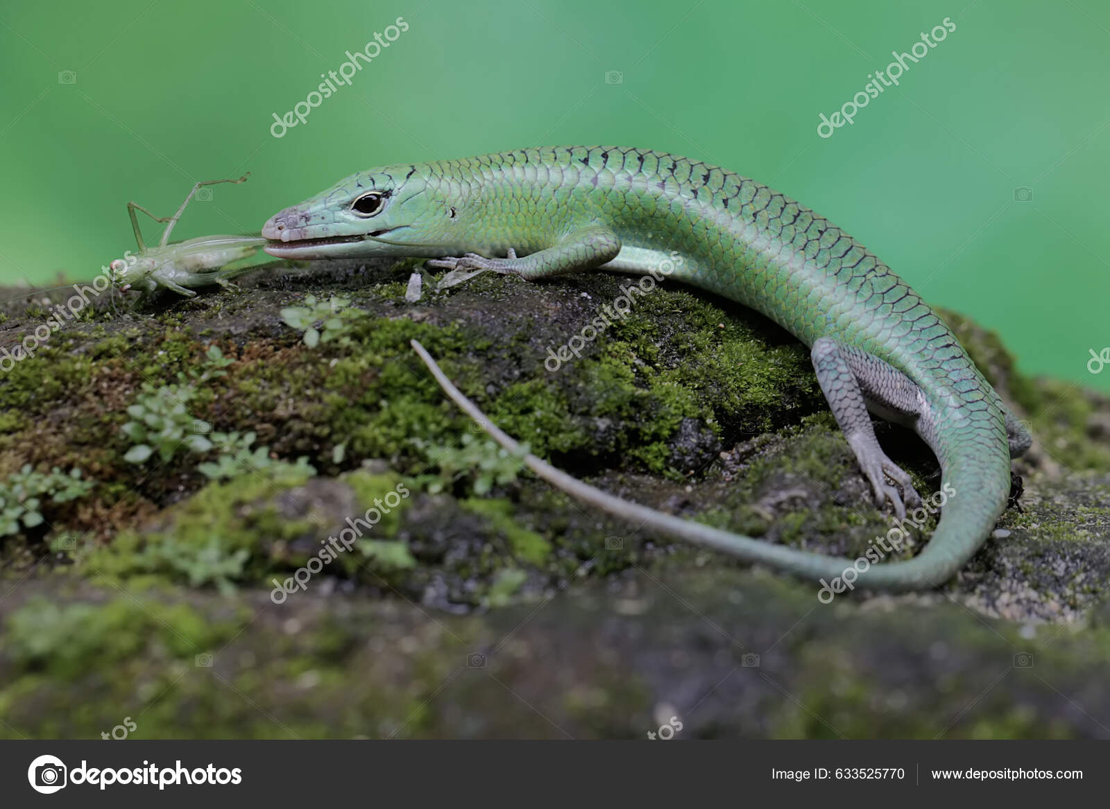 Green Skinks