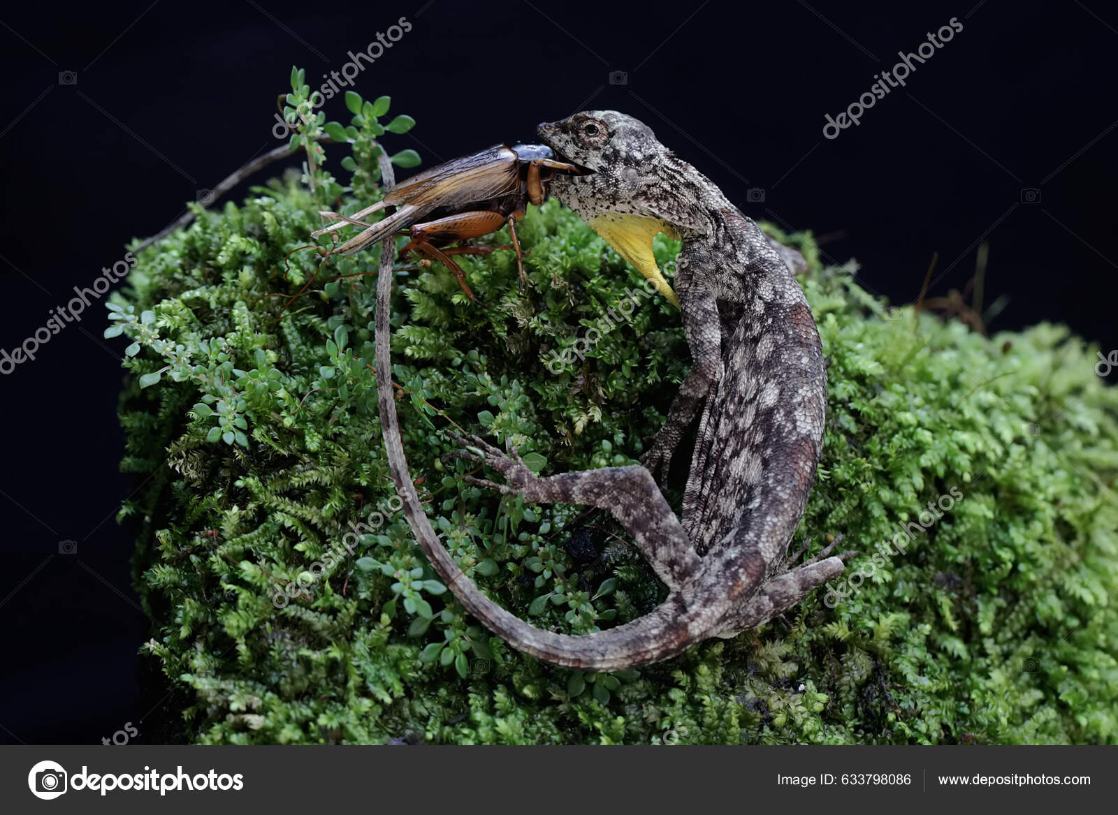 Reptile Indonesia Flying Draco