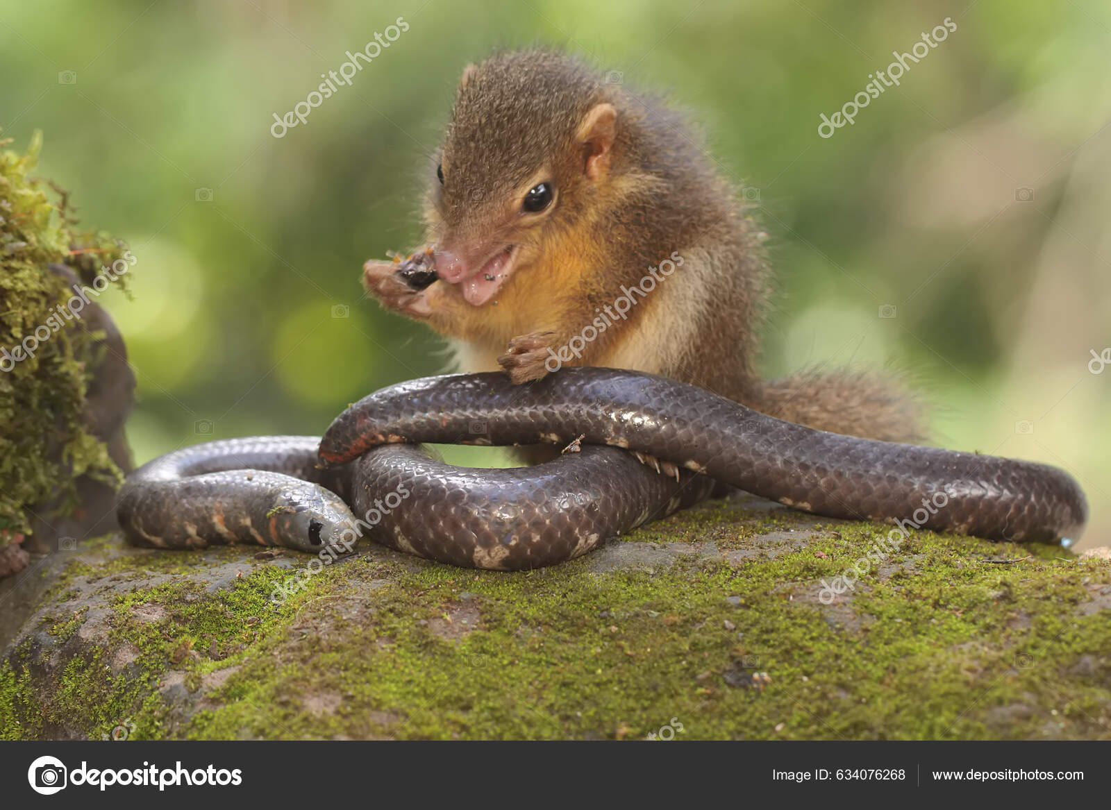 Javan Treeshrew Threatening Pipe Snake Enters Its Territory Rodent ...