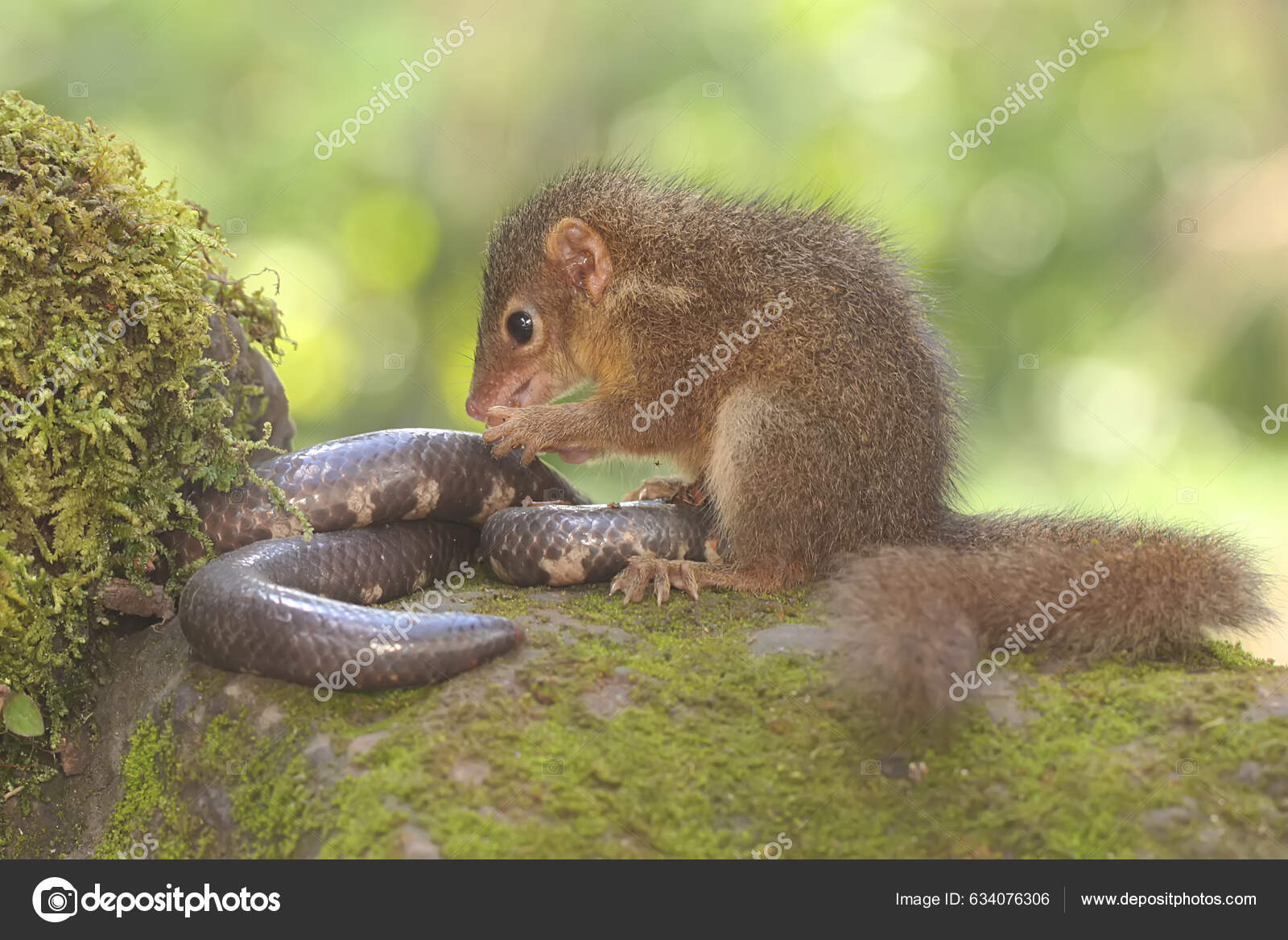 Javan Treeshrew Threatening Pipe Snake Enters Its Territory Rodent ...